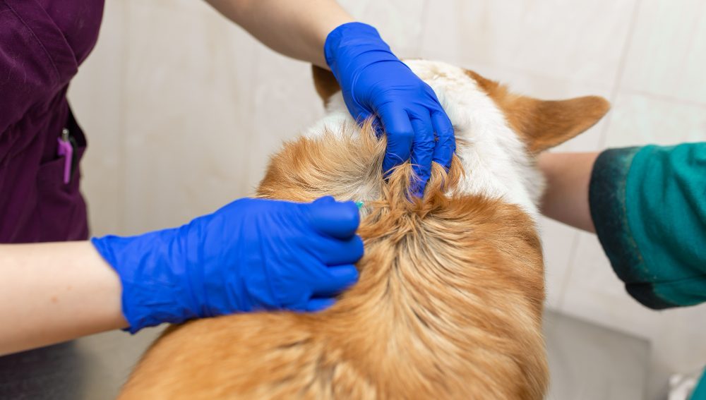Dermatología | Vetivet - Clínica Veterinaria